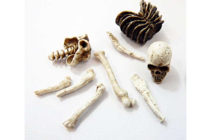 Realistic Skeleton Bones – Sand Tray Therapy