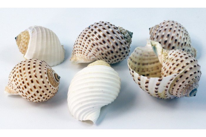 Large Shells (Set of 6) – Sand Tray Therapy